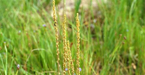 Earth And Space News North American Seaside Arrowgrass Gardens Toxins And Water Quality