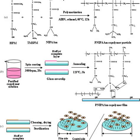 Schematic Illustration For Experimental Schedule A Synthesis Of The