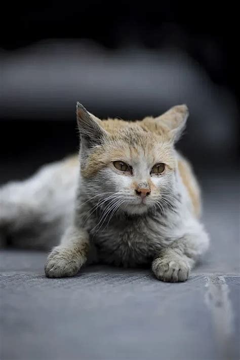 流浪街头的猫咪特写图片下载