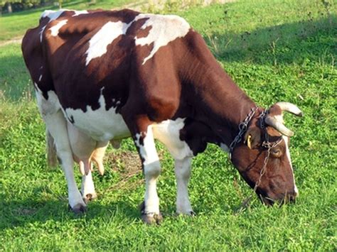 Argentine Versus Pensacola Bahia Grass