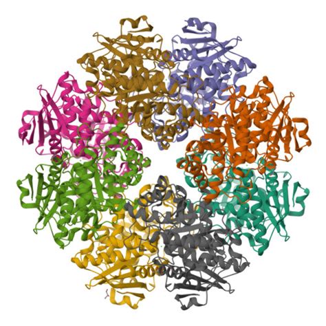 Rcsb Pdb 2ox4 Crystal Structure Of Putative Dehydratase From