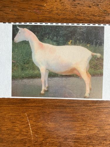 Goat Breeds Flashcards Quizlet