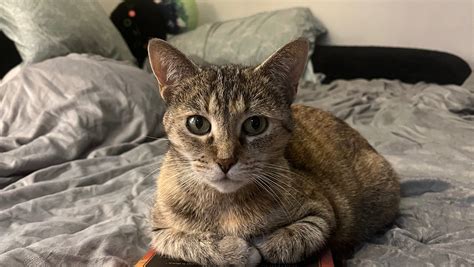 Fundraiser By Alexandra Griffiths Help Save Tituba From Deadly Fip