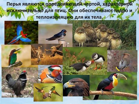 Интересные факты о птицах презентация онлайн