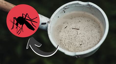 Mosquito Larvae What They Look Like And How To Get Rid Of Them Pest