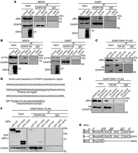 Ckap4 Is A Dickkopf1 Receptor And Is Involved In Tumor Progression Pmc