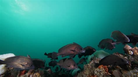 Location And Oceanography Grays Reef National Marine Sanctuary