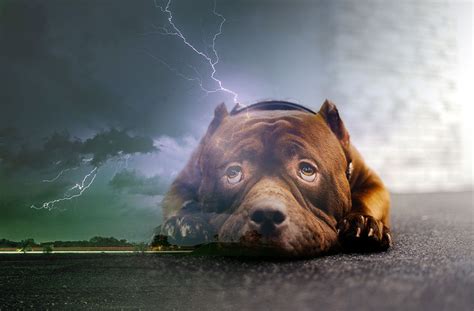 Summertime And Your Pet Geary Veterinary Hospital