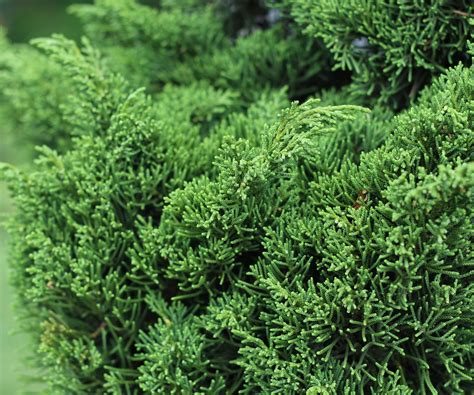 8 Low Maintenance Evergreen Shrubs That Look Good All Year Gardening