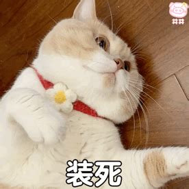 可爱沙雕表情包 天气