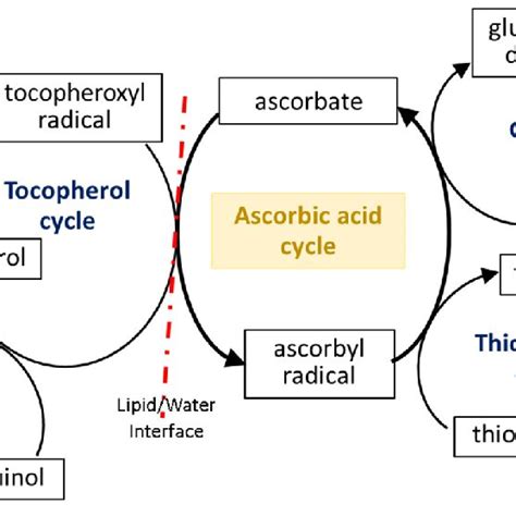 Scheme Of The Interaction Of Ascorbic Acid With Glutathione Gsh
