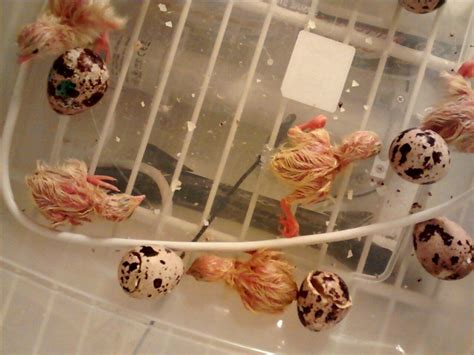 Egg Turner Diy 3d Printed And Arduino Powered