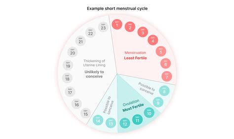 Menstruation Cycle Pregnancy