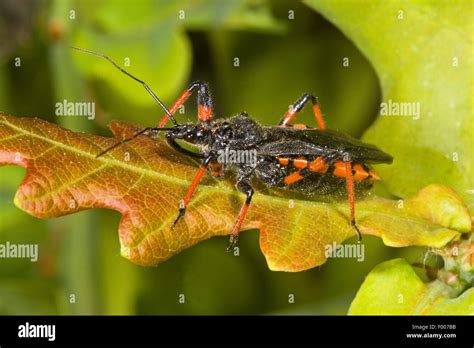 Assassin Bug Habitat Hortson Hunting Wasp Mimic Assassin Bug Zelurus