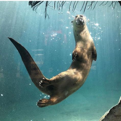 Sea Otter Underwater
