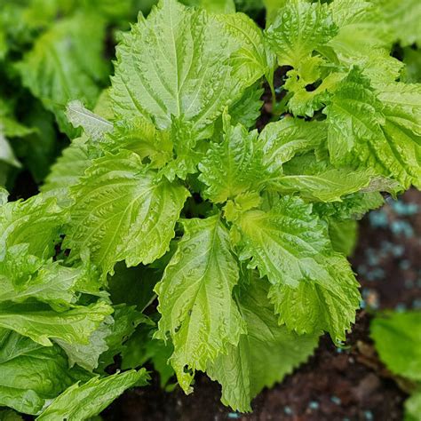 Shop Perilla Shiso Green Seeds J Parkers