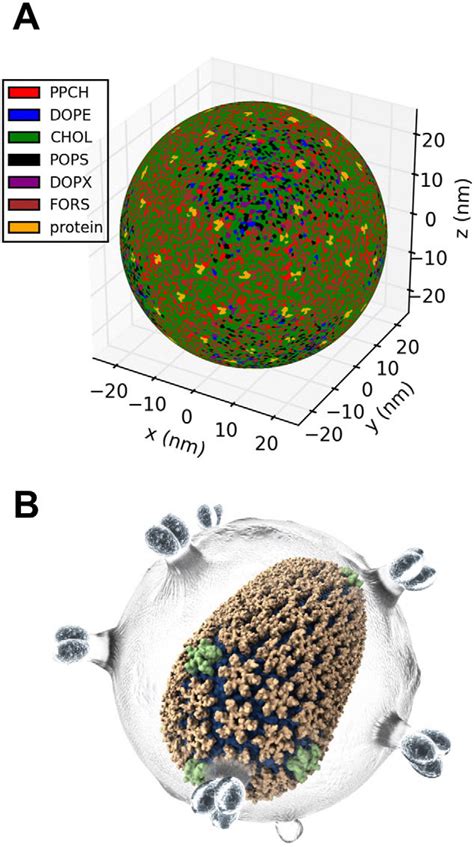 A Spherical Voronoi Diagram For The Outer Leaflet Of A Model Of The Download Scientific