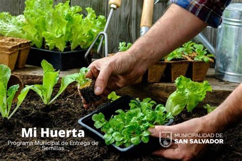 Programa Mi Huerta El Municipio Y El INTA Entregan Semillas La