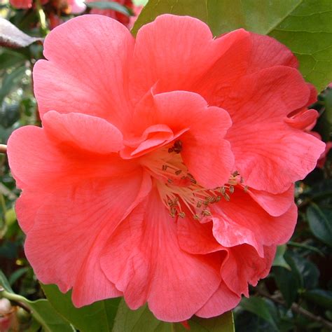 Camellia Otto Hopfer At Loder Plants Rh13 6pp