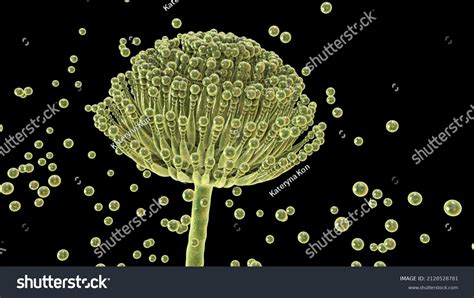 Fungi Aspergillus Black Mold That Produce Stock Illustration 2128528781