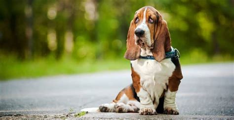 30 Basset Hound Mixes To Fall In Love With Right Now K9 Web