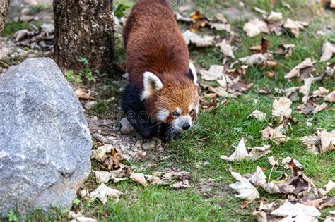 The Red Panda Ailurus Fulgens Also Called The Lesser Panda Stock
