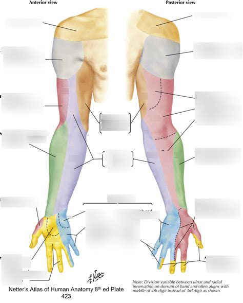 Dermatomes Of The Arm Labeling Diagram Quizlet