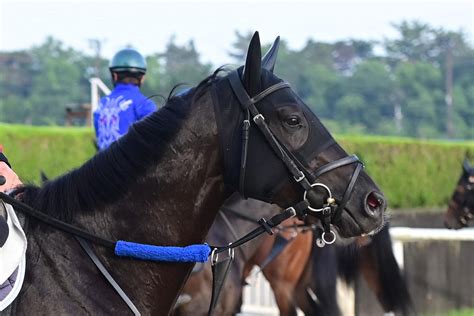 【新潟記念・採れたて】ハンデ据え置きのカイザーバローズに重賞制覇のチャンス到来 前走の敗因は「制御するのが難しくなって」 競馬ニュース