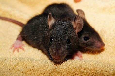 700 Free Ratti Albini Rat Photos Pixabay