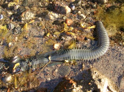 Giant Piling Worm Alitta Brandti