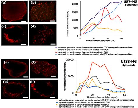 Top Fluorescence Micrographs Of U 87 Spheroids A Grown In The