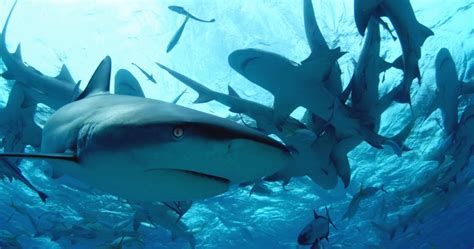 Diving With Sharks The Ultimate Guide Tvf International