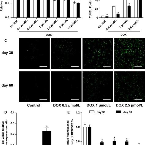 Day 30 Human‐induced Pluripotent Stem Cell‐derived Cardiomyocytes