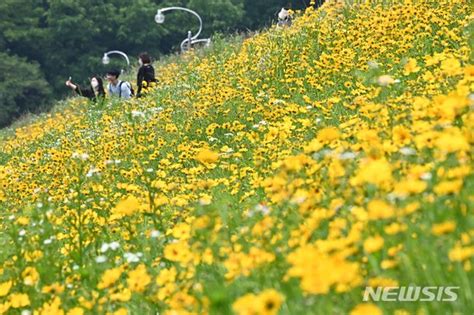 활짝 핀 노란 금계국 네이트 뉴스