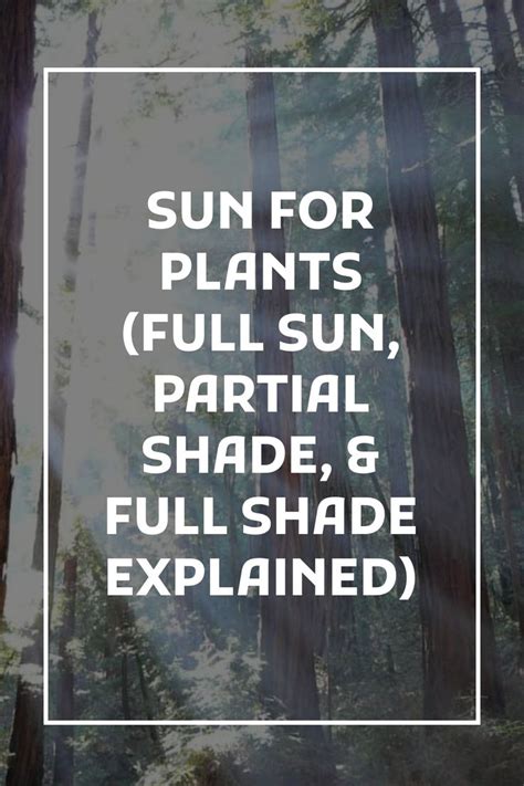 Understanding Sunlight Requirements For Plants
