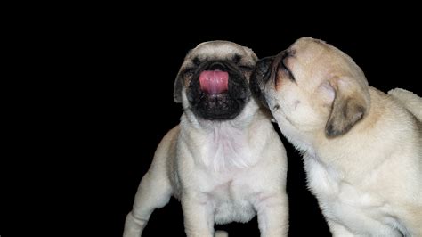 Beautiful Pug ♥ Pugs Wallpaper 13728011 Fanpop