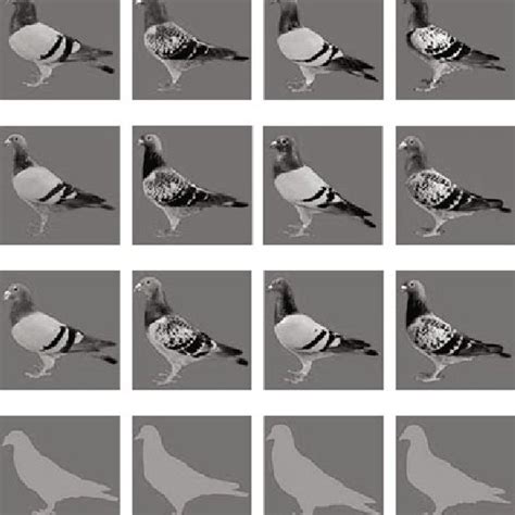 examples of the stimuli used in experiments 2a 2b and 3 the first