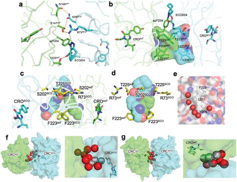 subunit interface in sfgfp204x2 comprised of sfgfp204azf green and