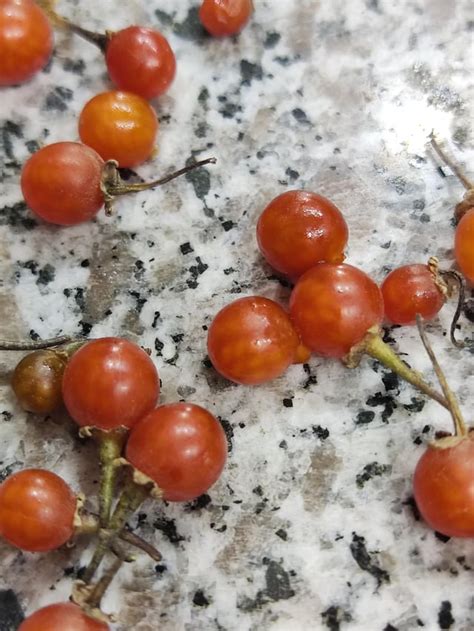 Proud Farmer Of Tiny Tomatoes R Gardening