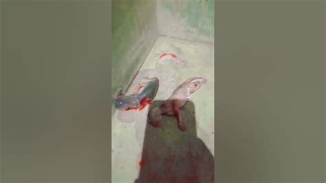 🌹🐈 Cute Cat Bebi🐈🌹 Youtube