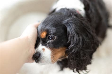 카발리에 왕 찰스 스패니얼은 주인과 놀아요 귀여운 클로즈업 초상화 카발리에킹찰스스패니얼에 대한 스톡 사진 및 기타 이미지 카발리에킹찰스스패니얼 가축 강아지 개