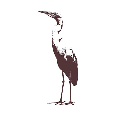 Premium Vector Bird Hand Drawn Sketch Vector Illustration