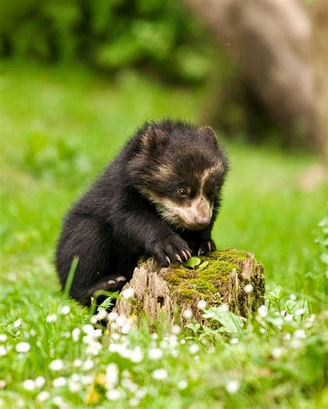 Spectacled Bear Habitat