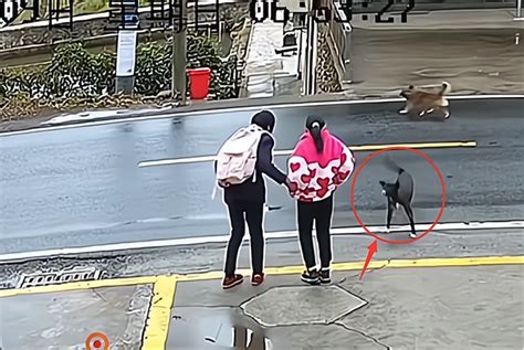 湖南一女孩等校车时突遭未拴绳狗扑咬，老人拼命相护，现场曝光 时事新闻 云商学院