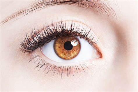 Introduction To The Eye Pasco Vision Clinic