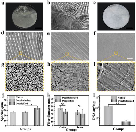 A Optical Image Of The Native Fish Scale B Sem Image Of The Outer