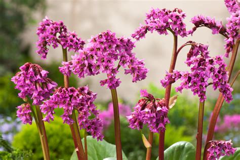 Bergenia Sercolistna Rotblum Bergenia Cordifolia Byliny Ogrodowe