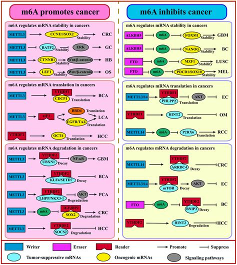 Crosstalk Between M6a And Codingnon Coding Rna In Cancer And Detection