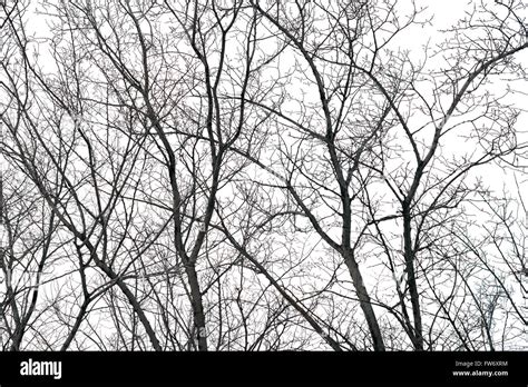 Trees Without Leaves Stock Photos Trees Without Leaves Stock Images Alamy