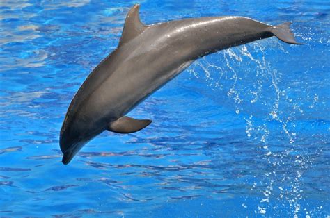 Cuánto Miden Los Delfines Imágenes Y Fotos